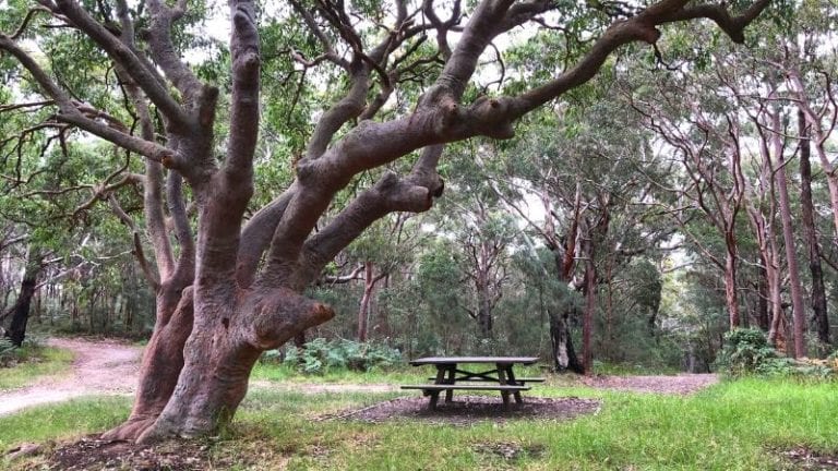 Awabakal Nature Reserve walk | Dudley | Lake Mac Family Life