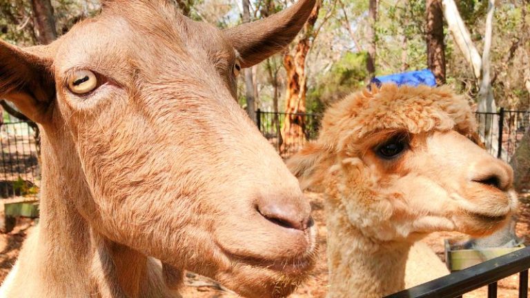 Walkabout Wildlife Park | animal sanctuary | Lake Mac Family Life